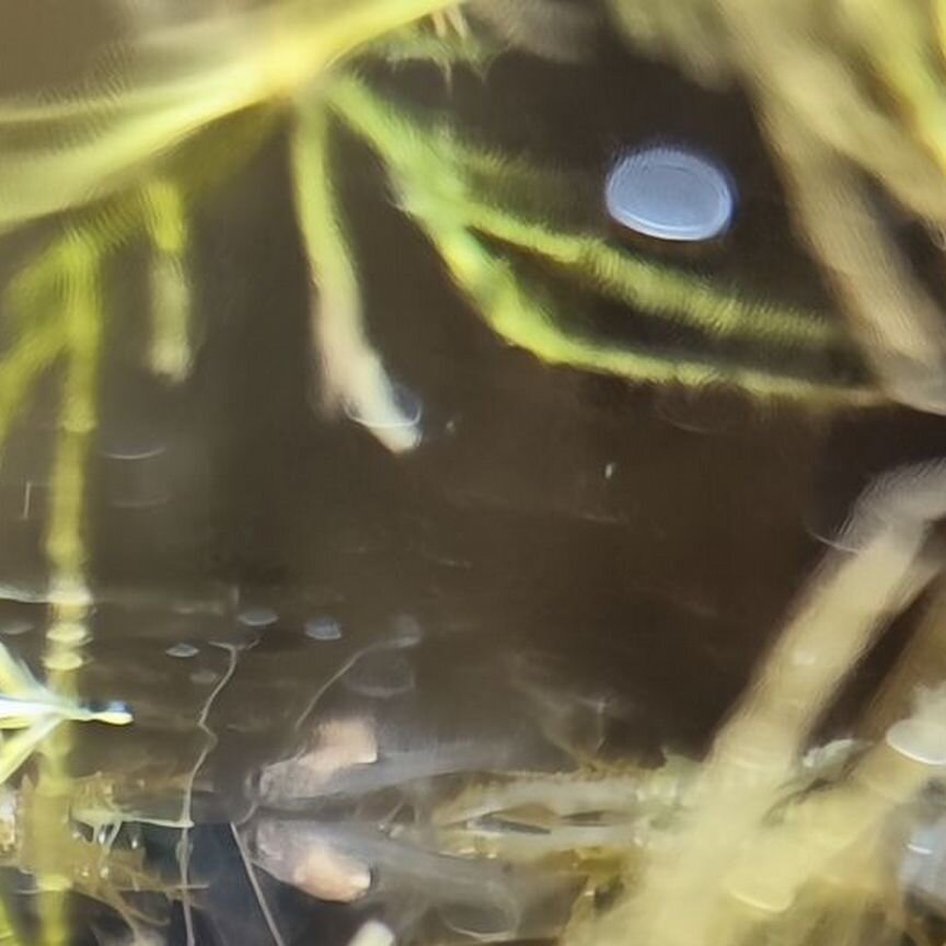 Мальки гуппи голубая трава (можно на корм)