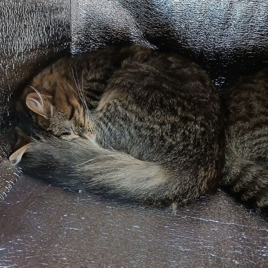 Взрослый кот в добрые руки