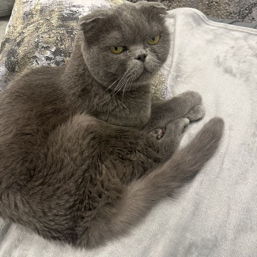 Шотландский вислоухий кот в добрые руки