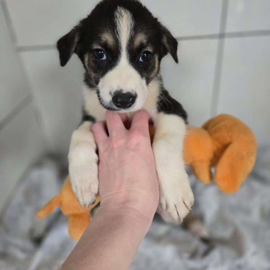 Щенок в добрые руки