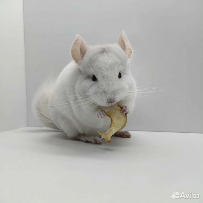 Шиншилла мальчики