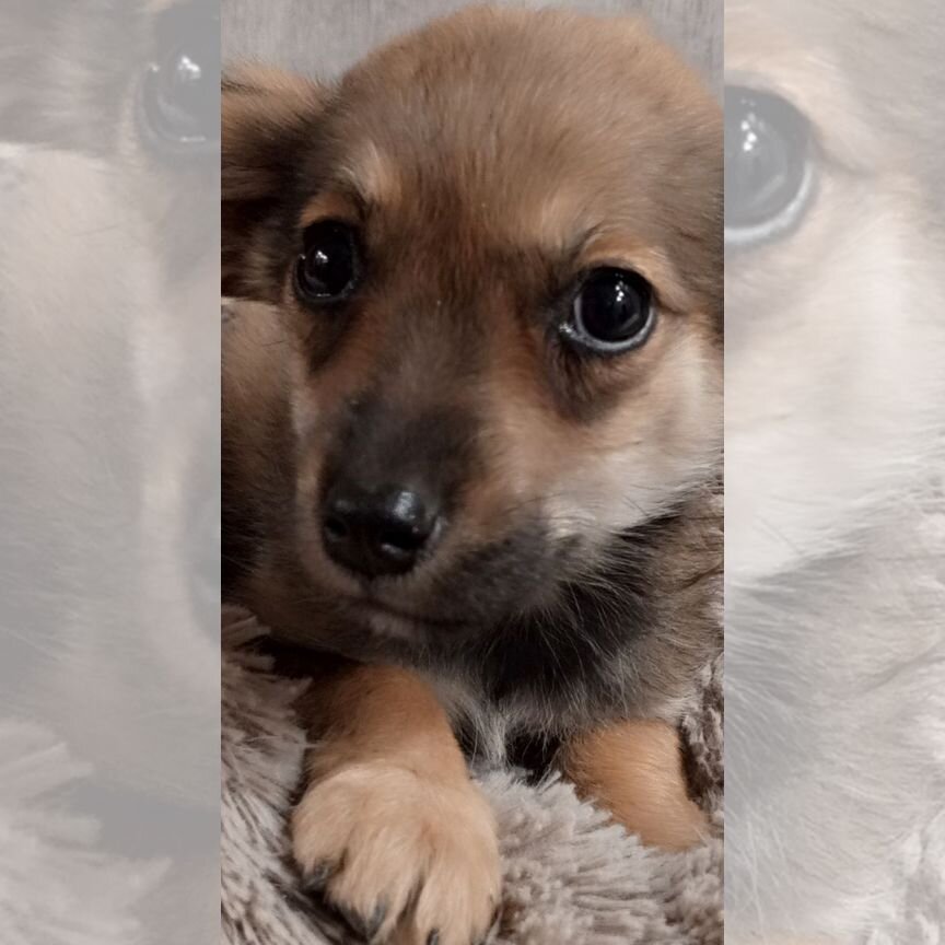 Той-терьер митис