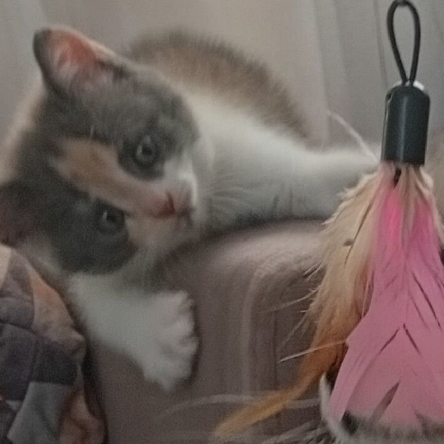 Шотландский вислоухий длинношёрстный котёнок