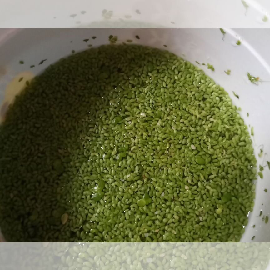 Ряска для аквариума