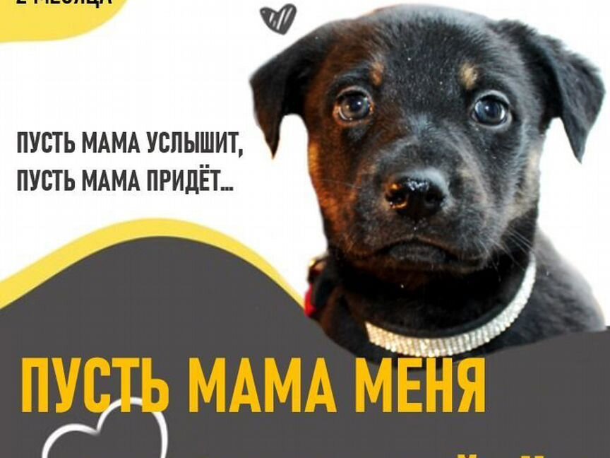 Щенок дар. Дар- это кличка
