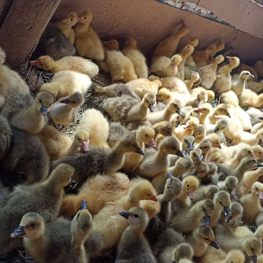 Гуси Линда и Крупная серая