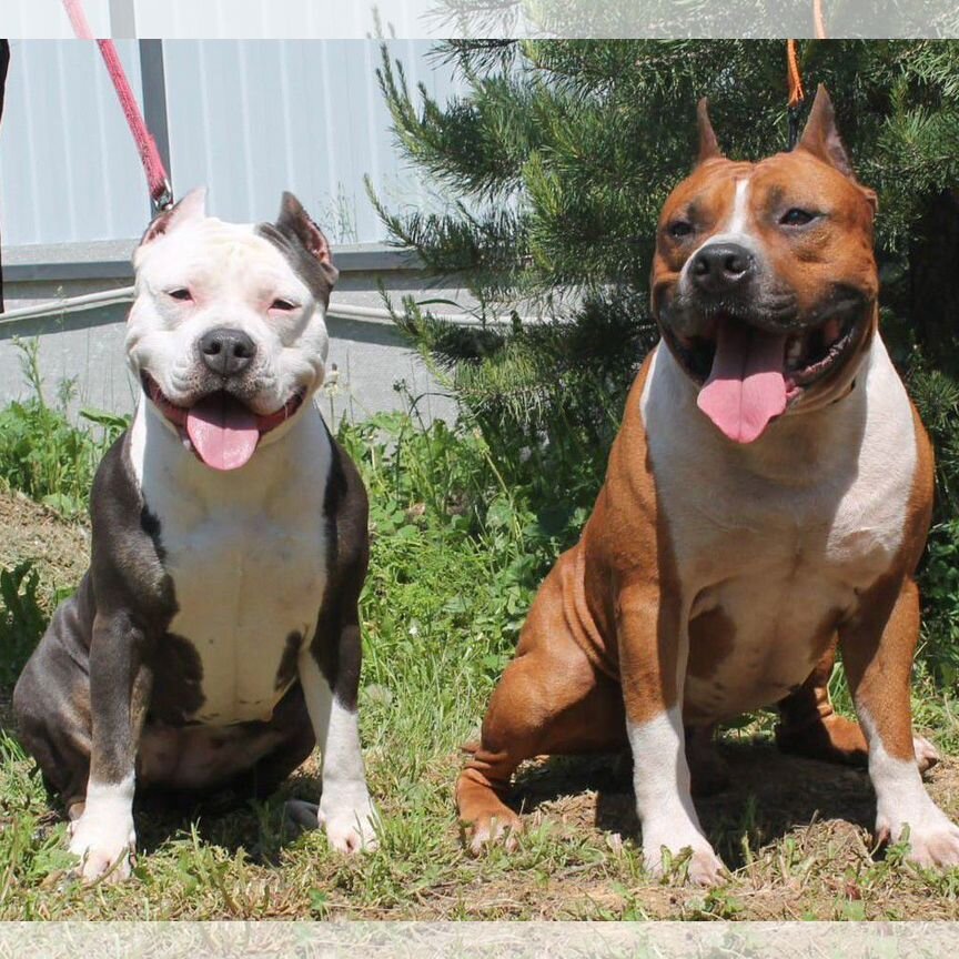 Щенки амстаффа