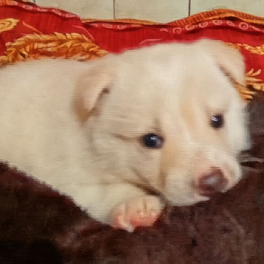 Щенок в добрые руки