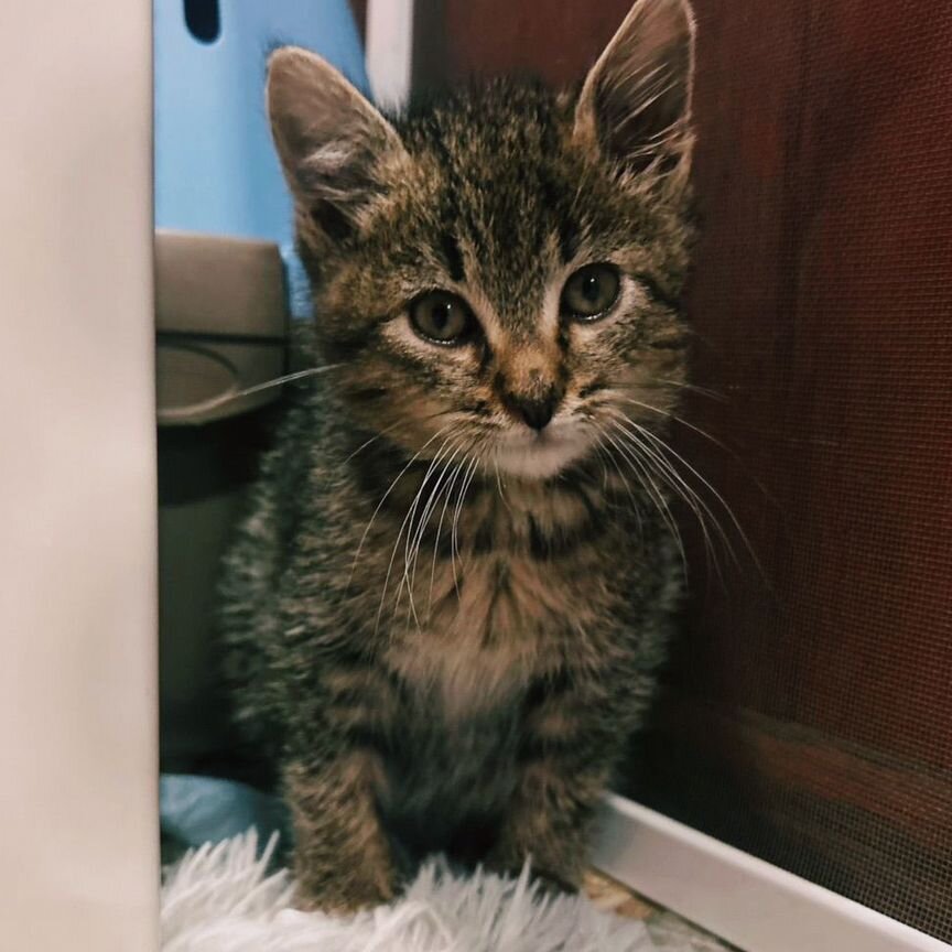 Котенок в добрые руки