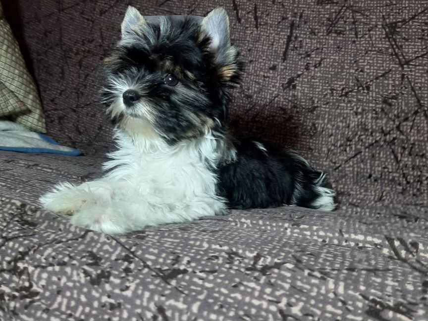 Щенки бивер йорка