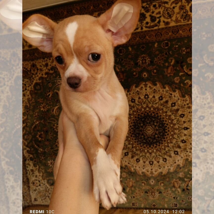 Чихуахуа щенки