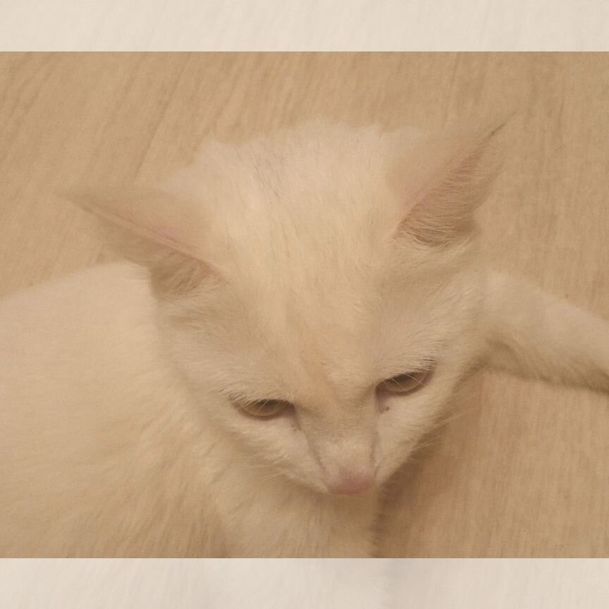 Взрослая кошка в добрые руки