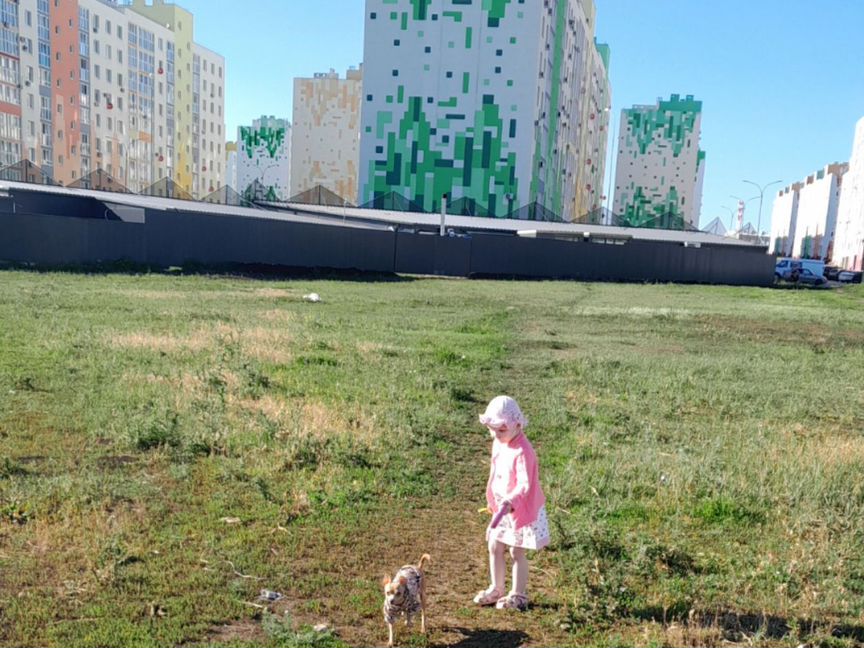 Собака порода той-терьер