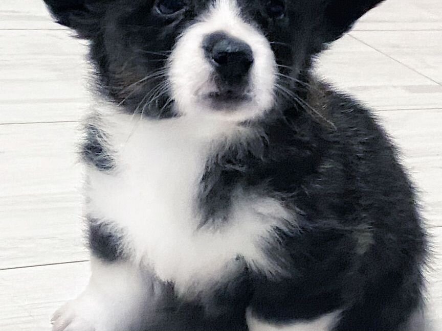 Щеночки вельш корги кардиган