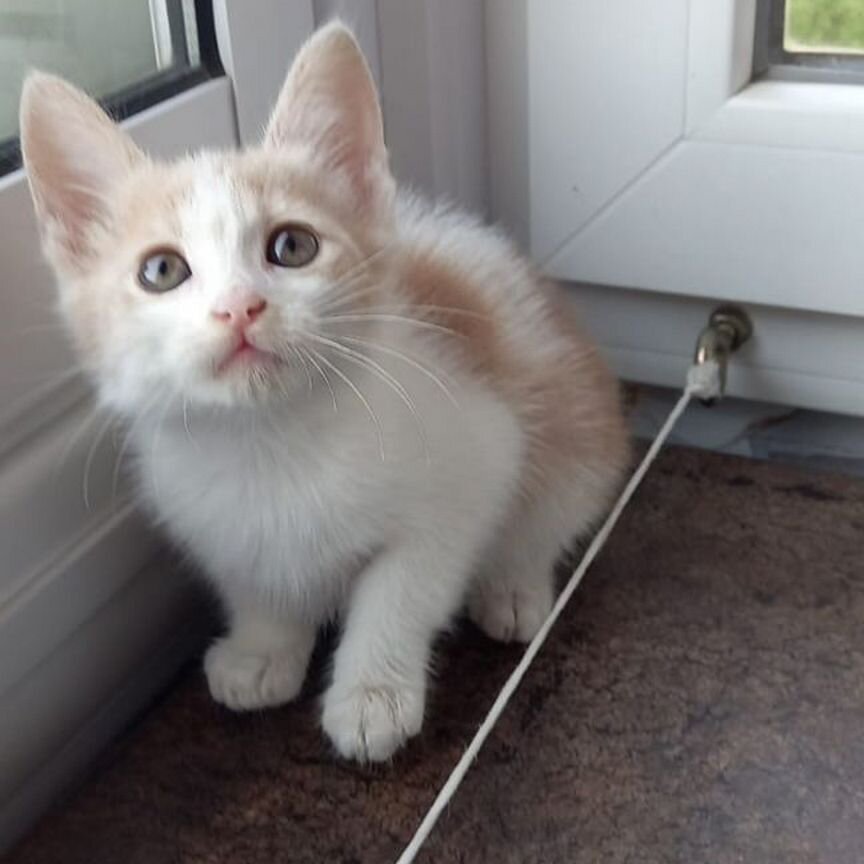 Котята вислоушки в дар