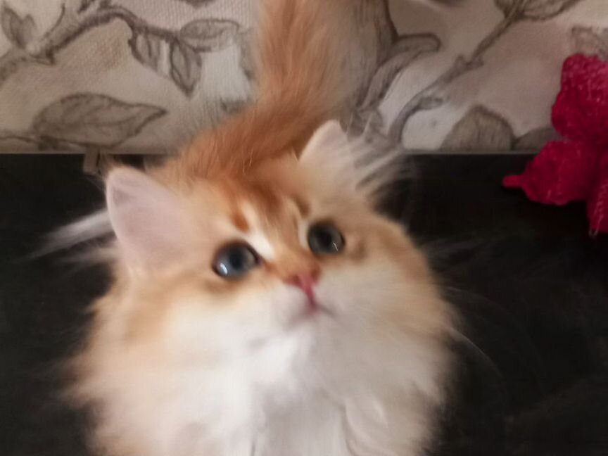 Котик золотой британец