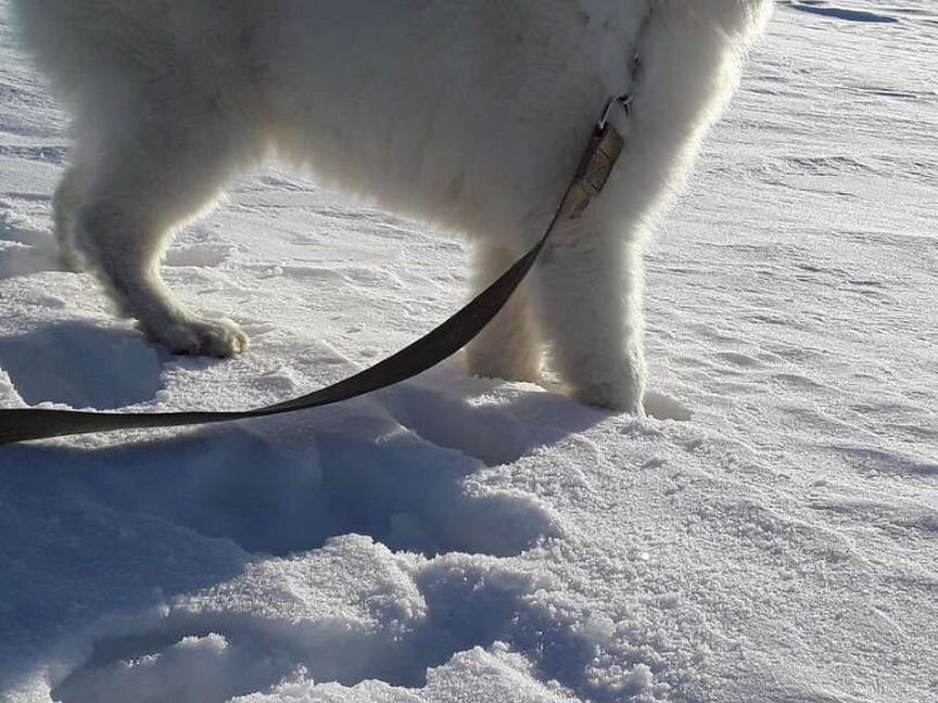 Самоедская лайка щенки