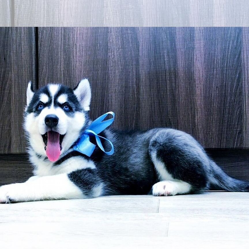 Хаски Щенки - все документы, выбор окрасов