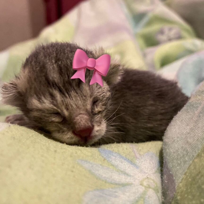 Котёнок в добрые руки