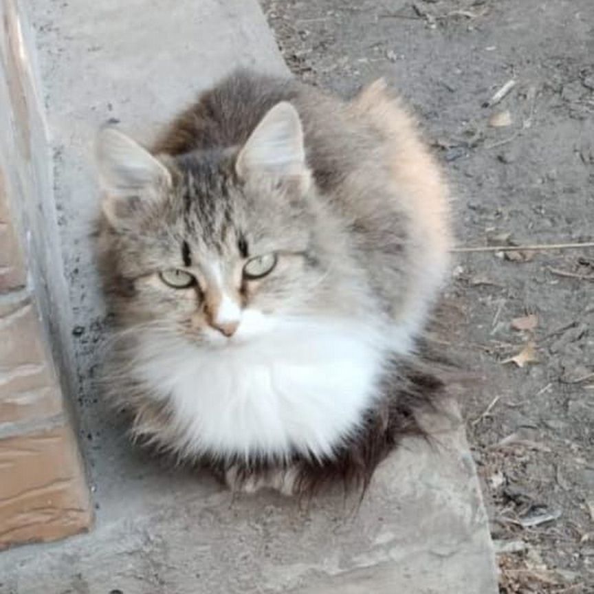 Кошка Лето. Срочный пристрой