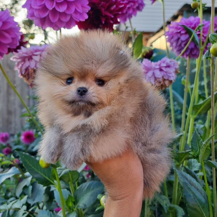 Померанский шпиц