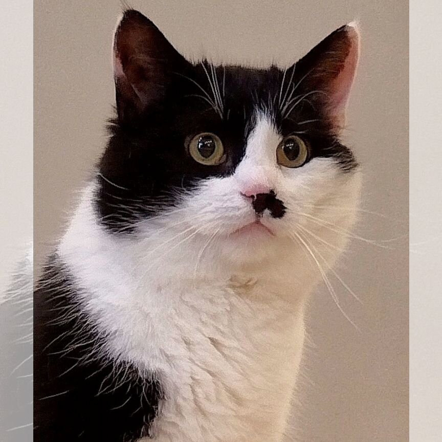 Взрослый кот в добрые руки