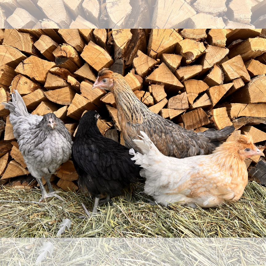 Куры несушки