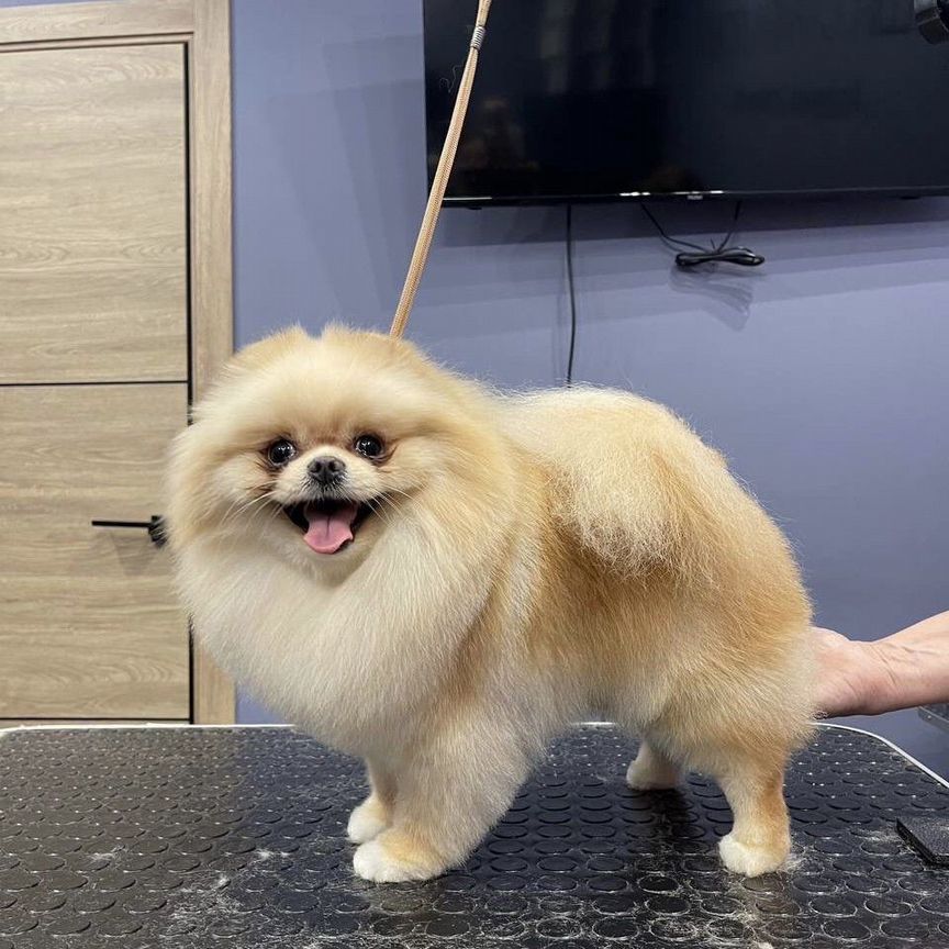 Померанский шпиц взрослая девочка