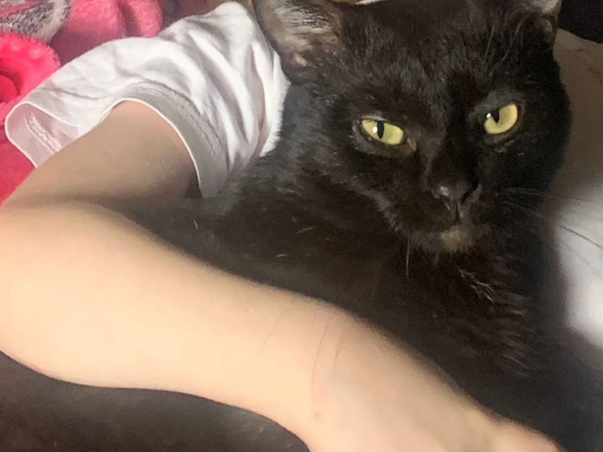 Котик в добрые руки