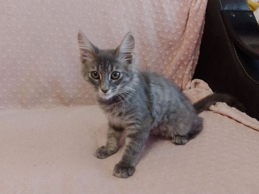 Котенок мальчик бесплатно