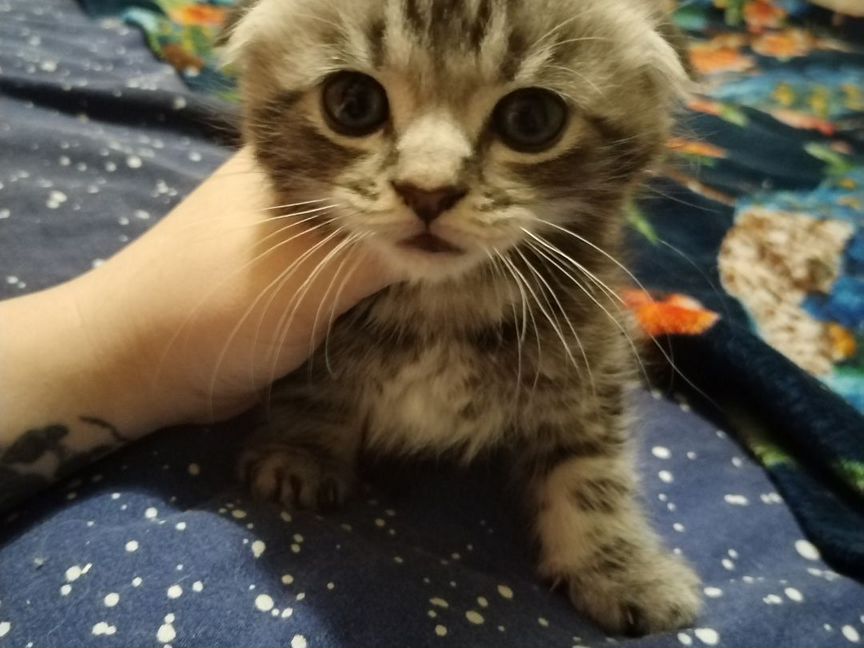 Шотландская вислоухая кошка помесь мейн-кун