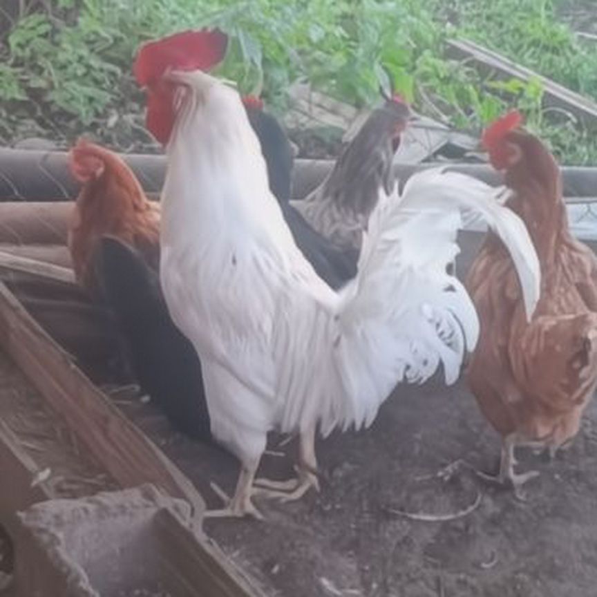 Молодые петухи