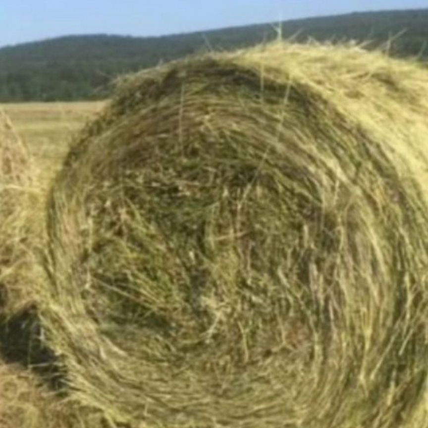 Продам сено в рулонах