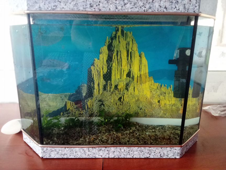Аквариум с рыбками