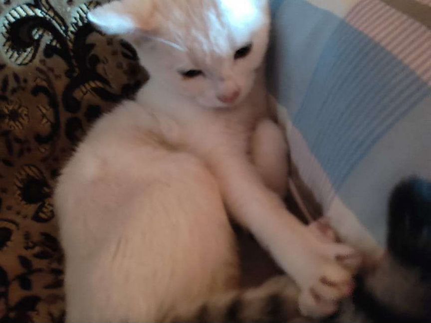 Котенок в дар