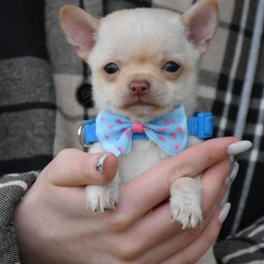 Чихуахуа, щенок