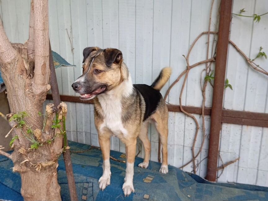 Собака в добрые руки отдам бесплатно