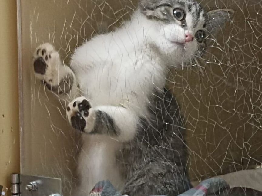 Котёнок ищет дом