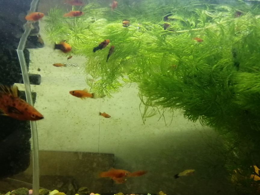 Продам мальков меченосцев