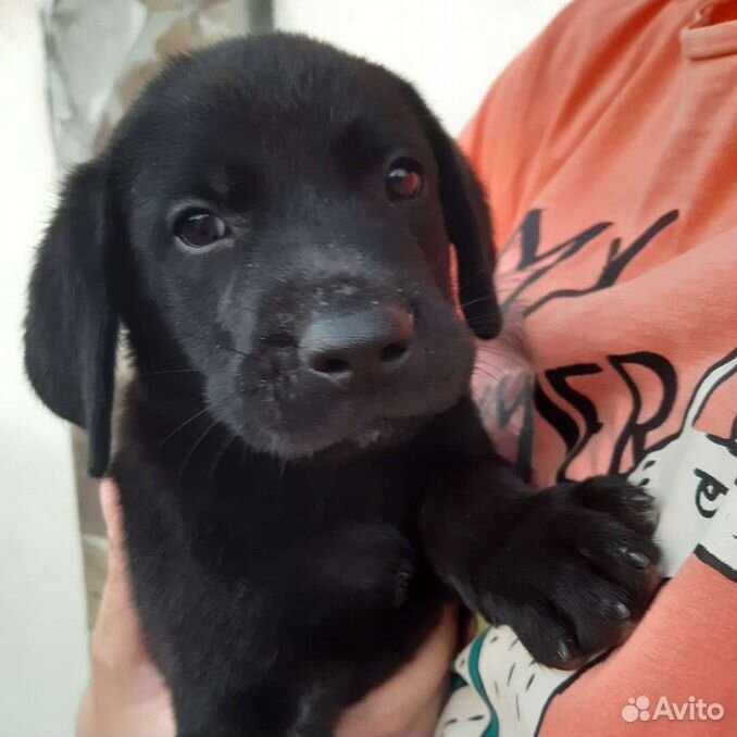 Щенки лабрадора метис