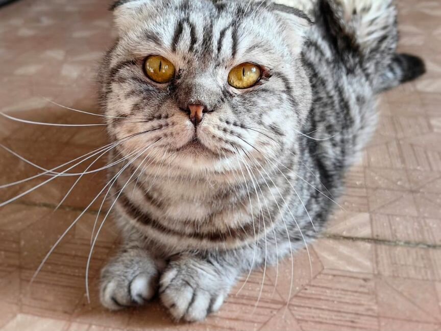Котик инвалид лежал под дождём
