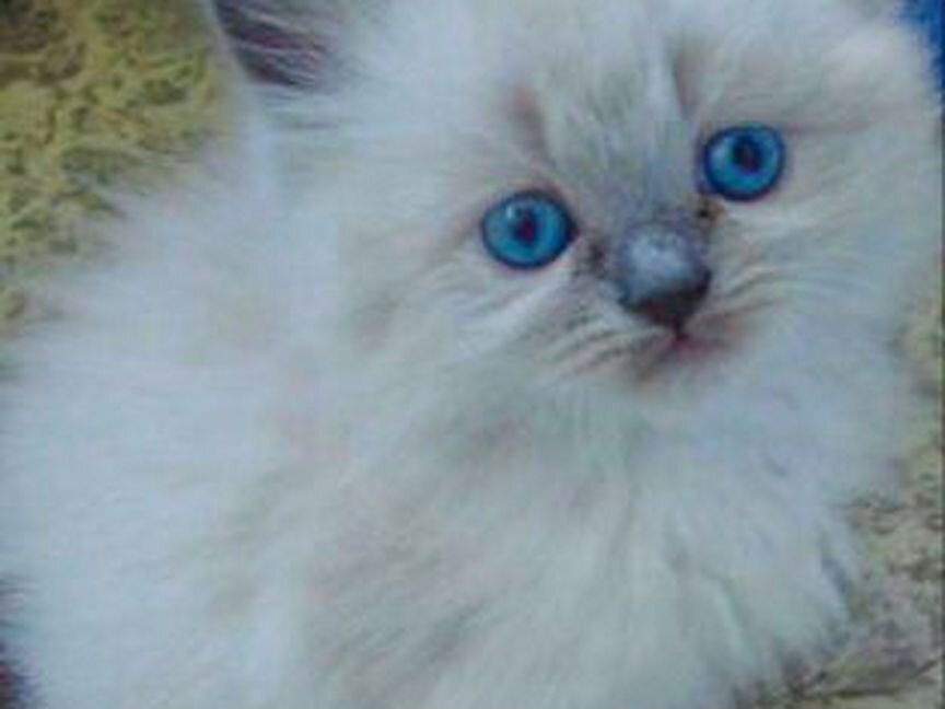 Роскошная Невская красавица