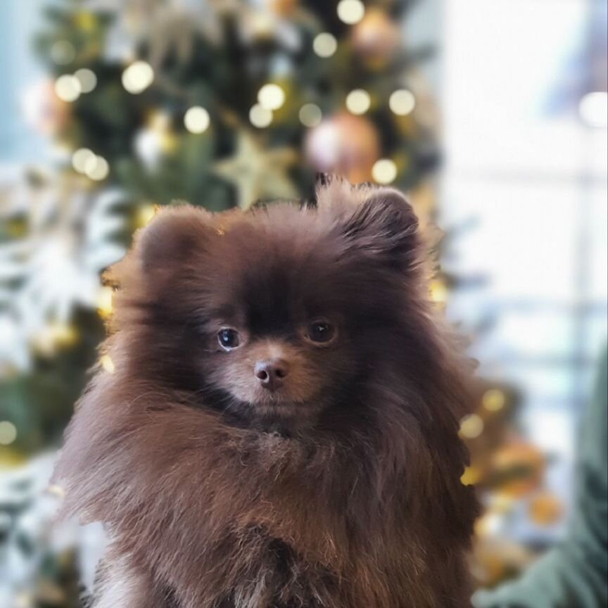 Померанский шпиц