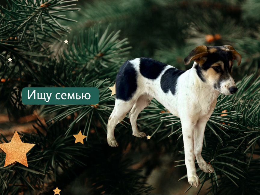 Собака щенок в добрые руки семью дом