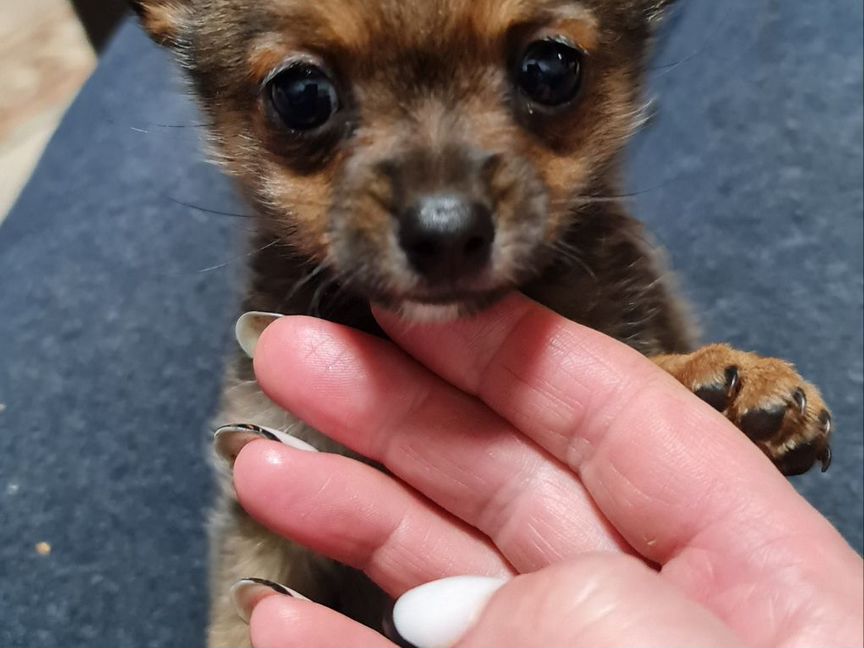 Продам щенка той терьер