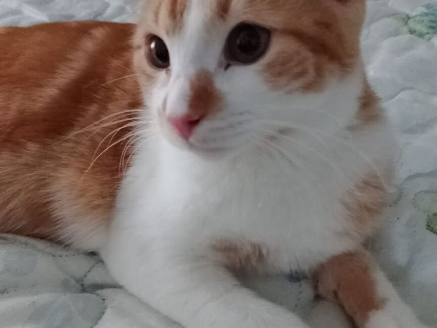 Котики-сиротки