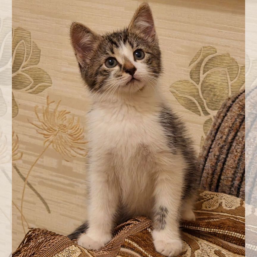 Котёнок в добрые руки