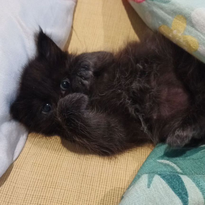 Мейн-кун котёнок