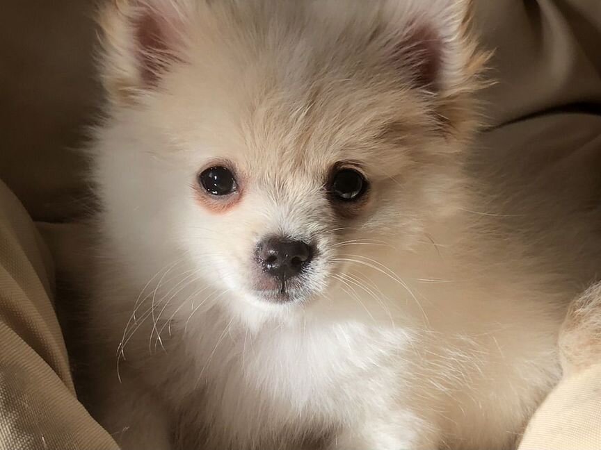 Померанский шпиц мини