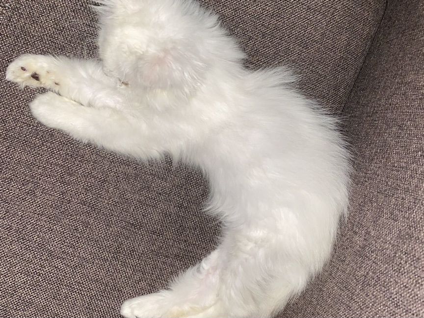 Шотландский хайленд